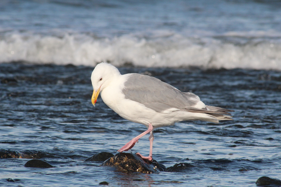 The Naturalest Naturalist: Gull-lover's Travels