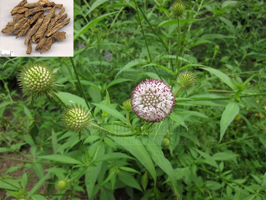 Teasel root (Xuduan)-Dipsacus asperoides-Radix Dipsaci-Himalayan teasel ...