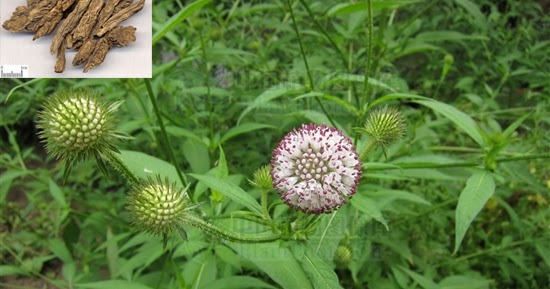 Teasel root (Xuduan)-Dipsacus asperoides-Radix Dipsaci-Himalayan teasel ...