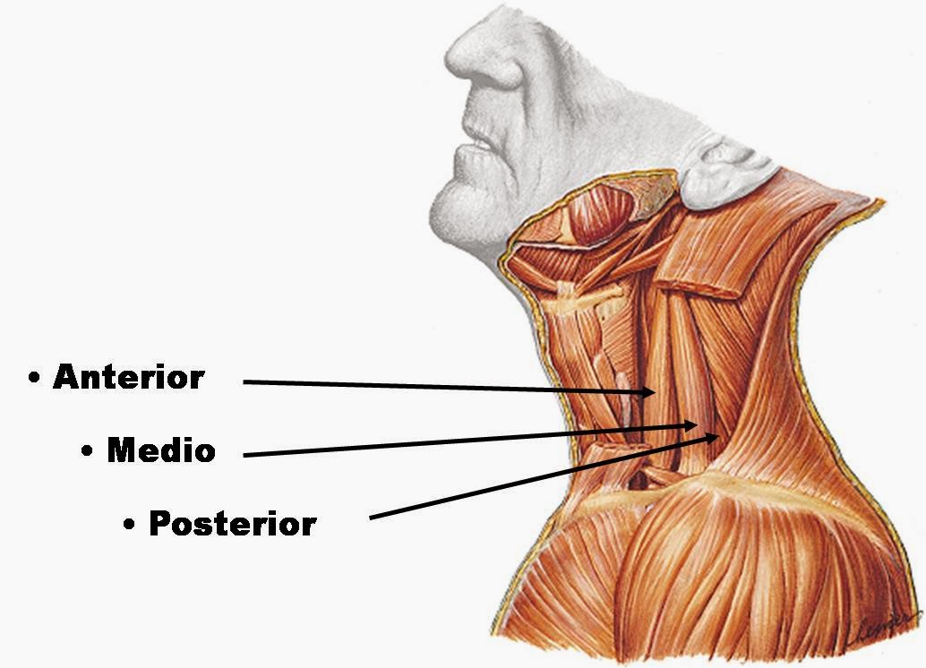 Anatomía y Fisiología: Cabeza y Raquis: Músculos del Cuello