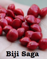 Anim Agro Technology: POKOK SAGA - KENALI DIA