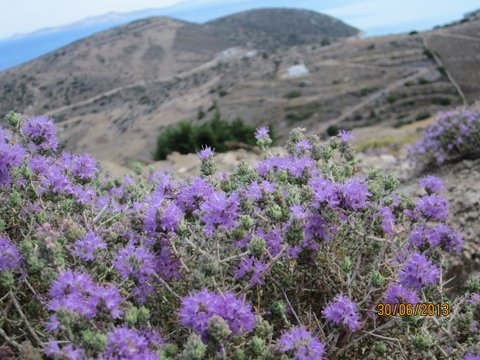 ΜΕΛΙΣΣΟΚΟΜΙΑ ΝΑΞΟΥ-NAXOS BEE