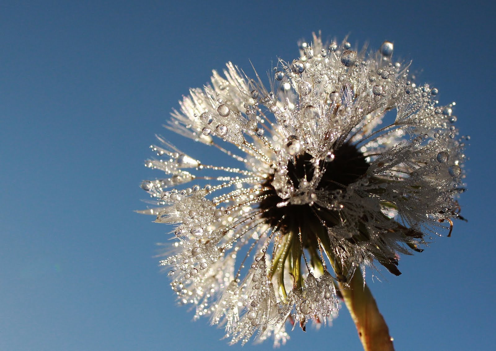 Pure Images - Photography by Keira: Dandelions Winter