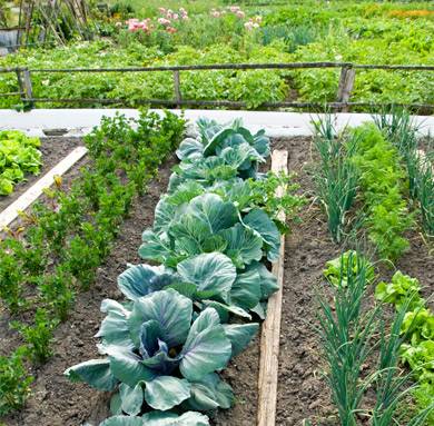 Seed to Feed Me: VEGETABLE CROP ROTATION