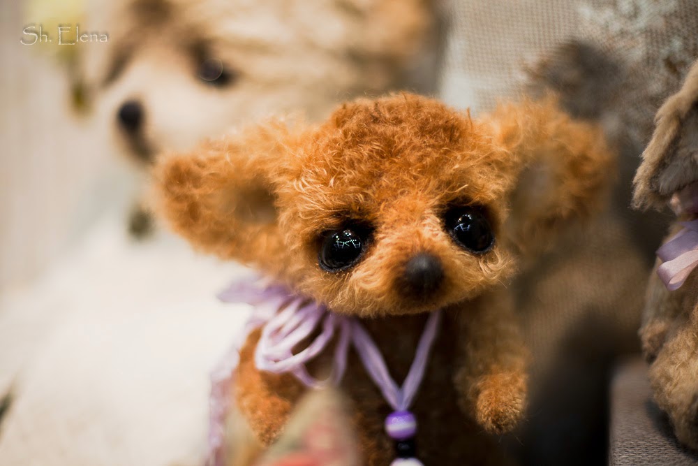 Образы счастья в свободном полёте ...: Hello Teddy 2014