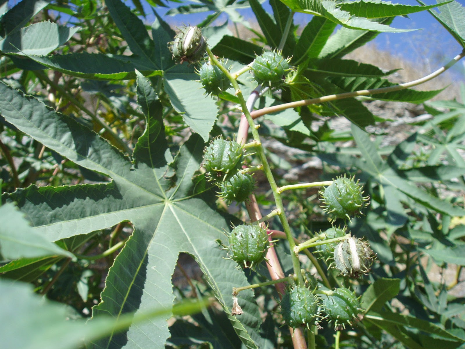 RICINO: Ricinus communis | Plantas rioMoros