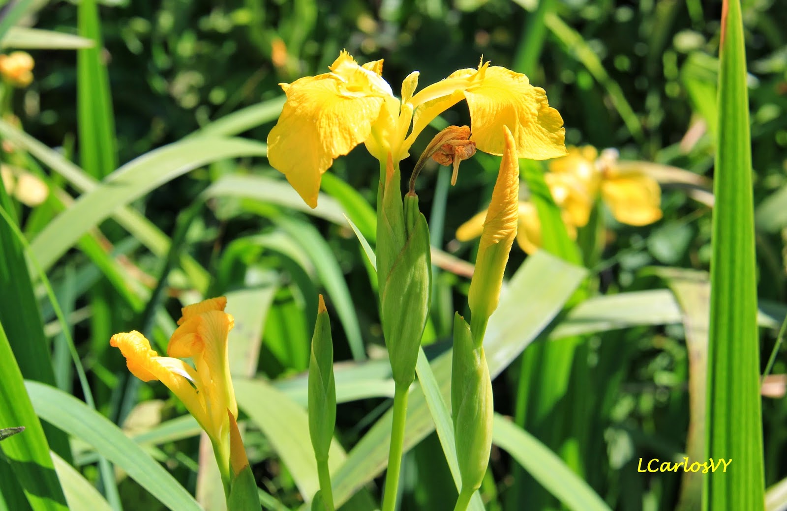 Plantas silvestres de Asturias: Lirio amarillo - Iris pseudacorus