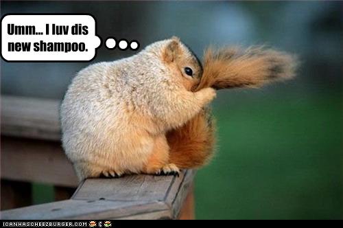 funny squirrel pictures with captions, funny squirrel Images with ...