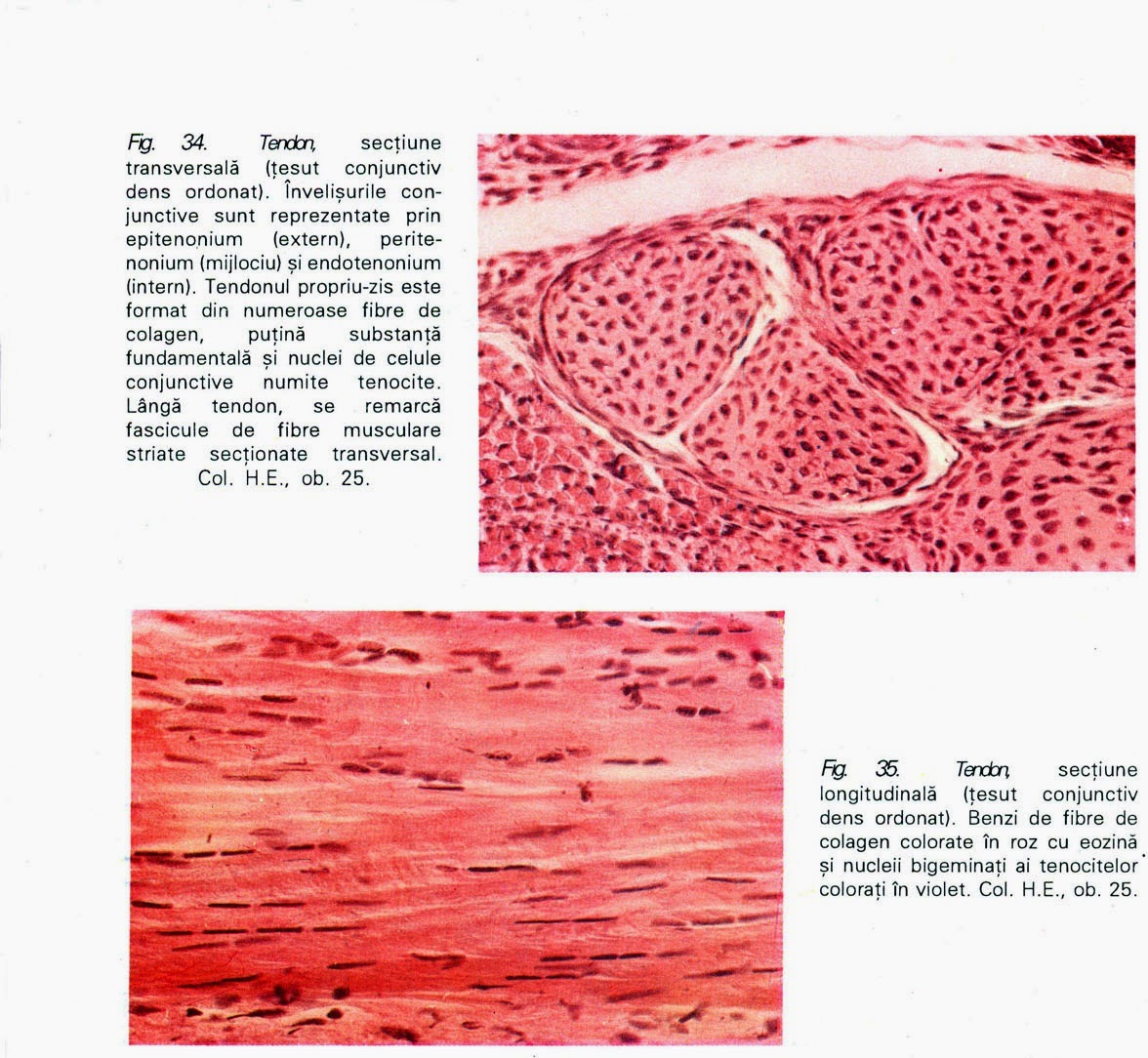 Stud-dent la Facultatea de Medicina Victor Papilian: Histologie - LP