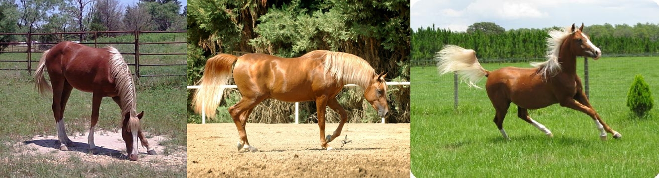 Um pouco sobre pelagens: Gene Modificador Flaxen