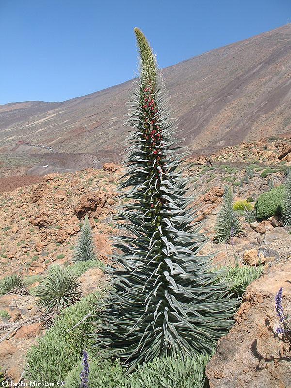 Future is written in green: Tajinaste rojo, the blood of Teide