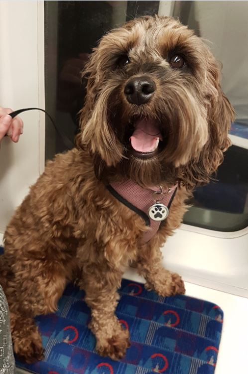 Sarah + Laura: For the love of dog!