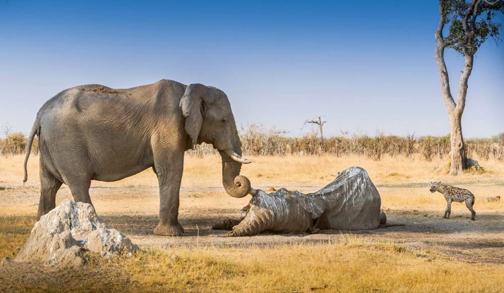 Taphophile Corner: Victorian mourning, was it learned from the Elephants?