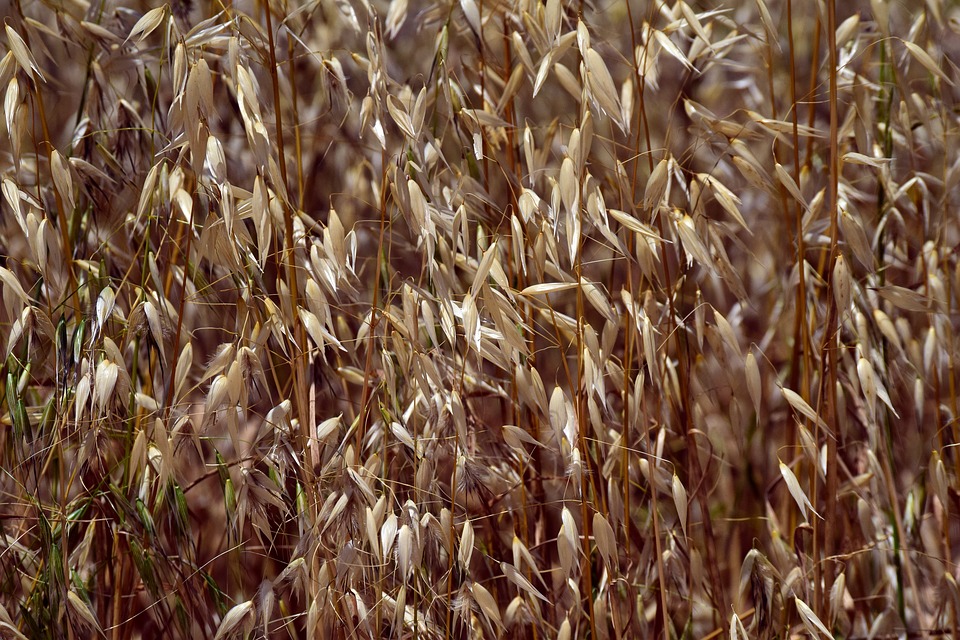Tales from the wasteland: Flour From Common Grass Seeds