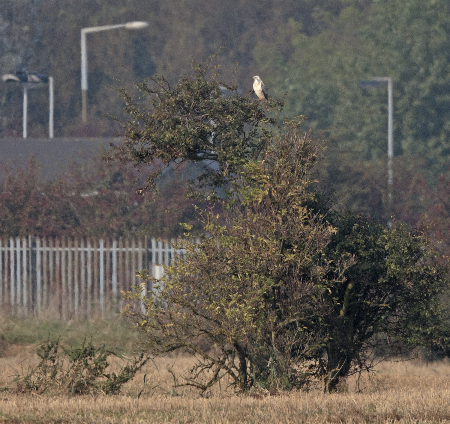 pewit: Pale juvenile Common Buzzard
