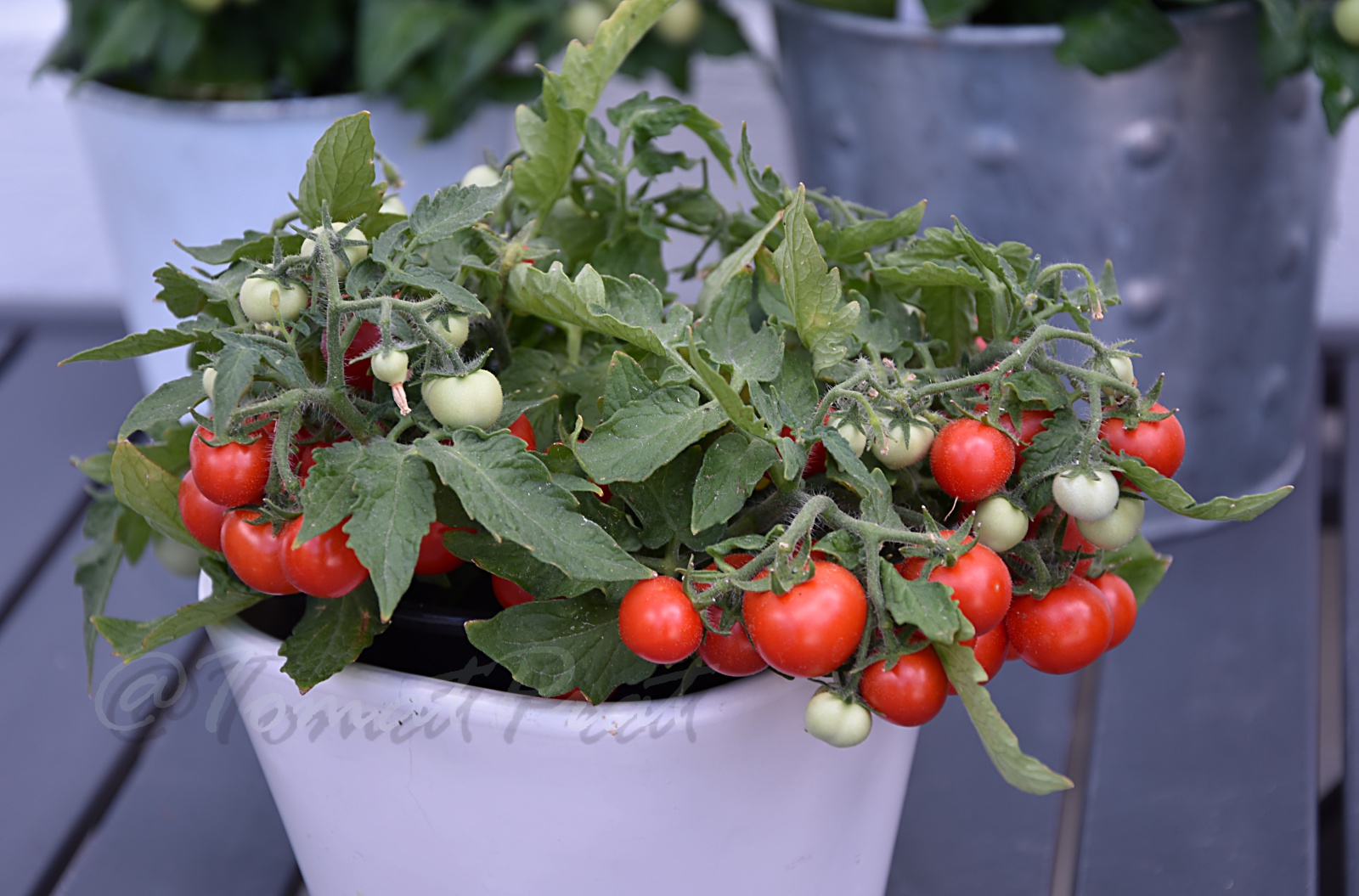 Helenes Tomater: Micro Tom