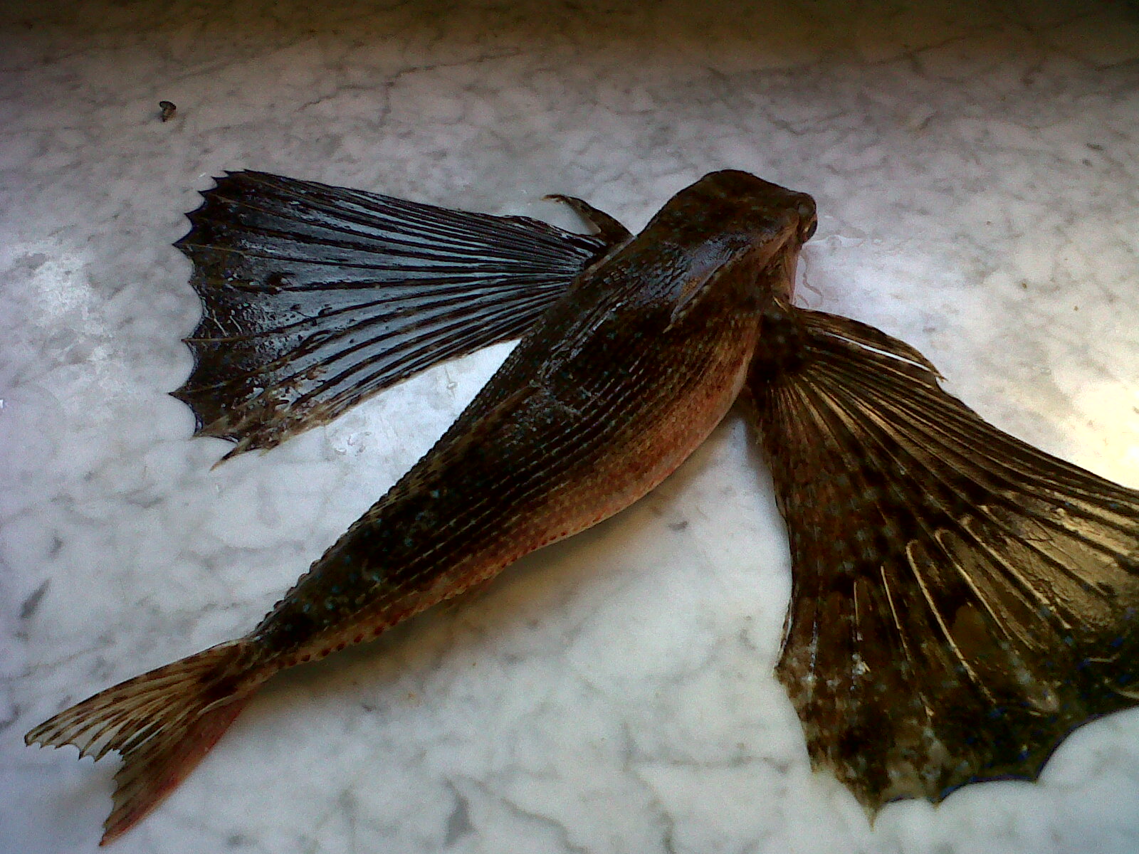 El Blog de Maricarmen: PEZ VOLADOR AL HORNO