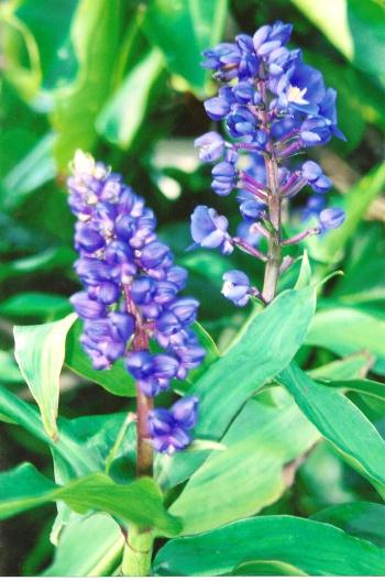Inspiring Nature Photography By Carol Reynolds: Various Ginger Plants ...