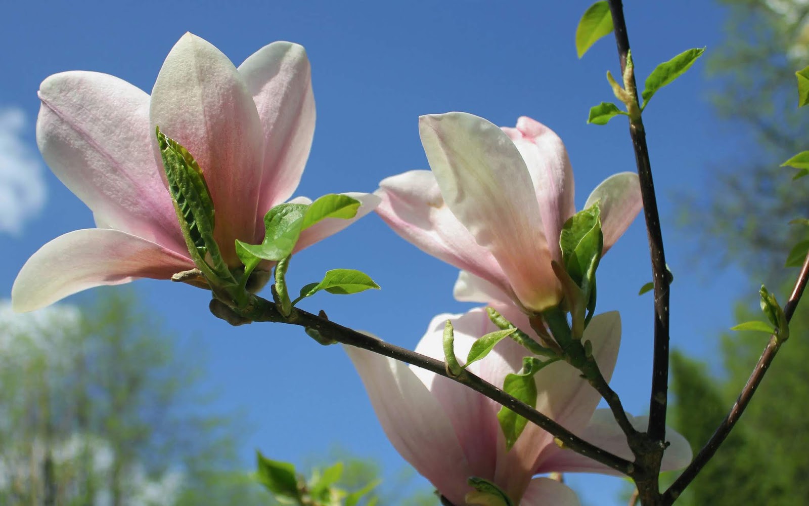 Travel & Adventures: Moscow, Russia, four seasons. The Nature of Moscow ...