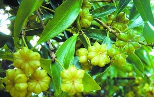 Meu Cantinho Verde: ANIS-ESTRELADO, ANIS-VERDADEIRO - ( Illicium verum )