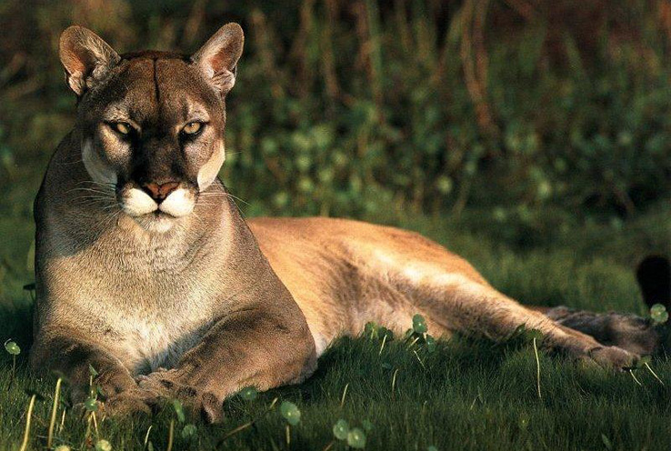 Jävlaskitcancer - en blogg fylld med tankar kring bröstcancer: Läker ...