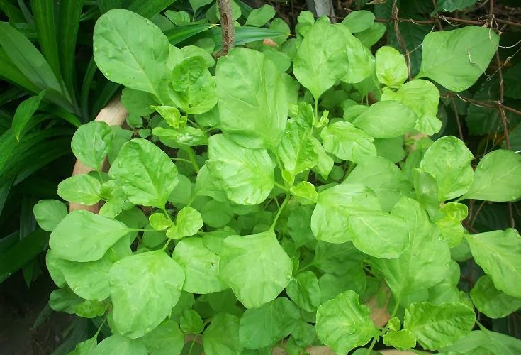 Semua Menjadi: BaYam Menumpang di Belakang Rumah