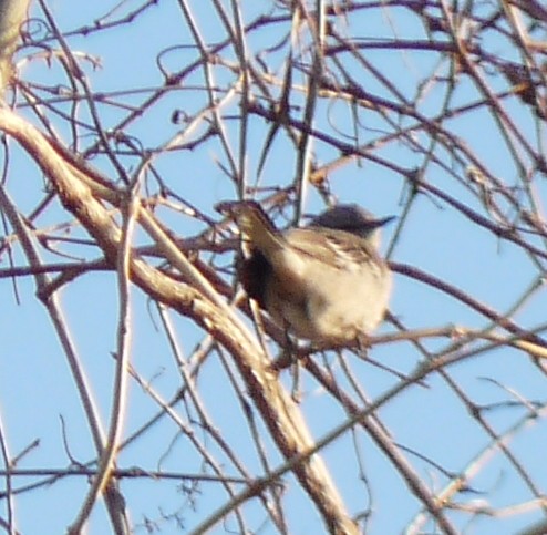 The Greenbelt: March birds