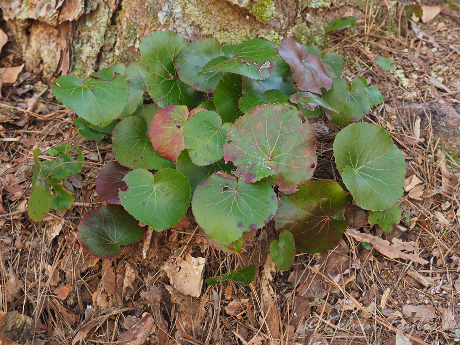 Exploring Scenic North Carolina