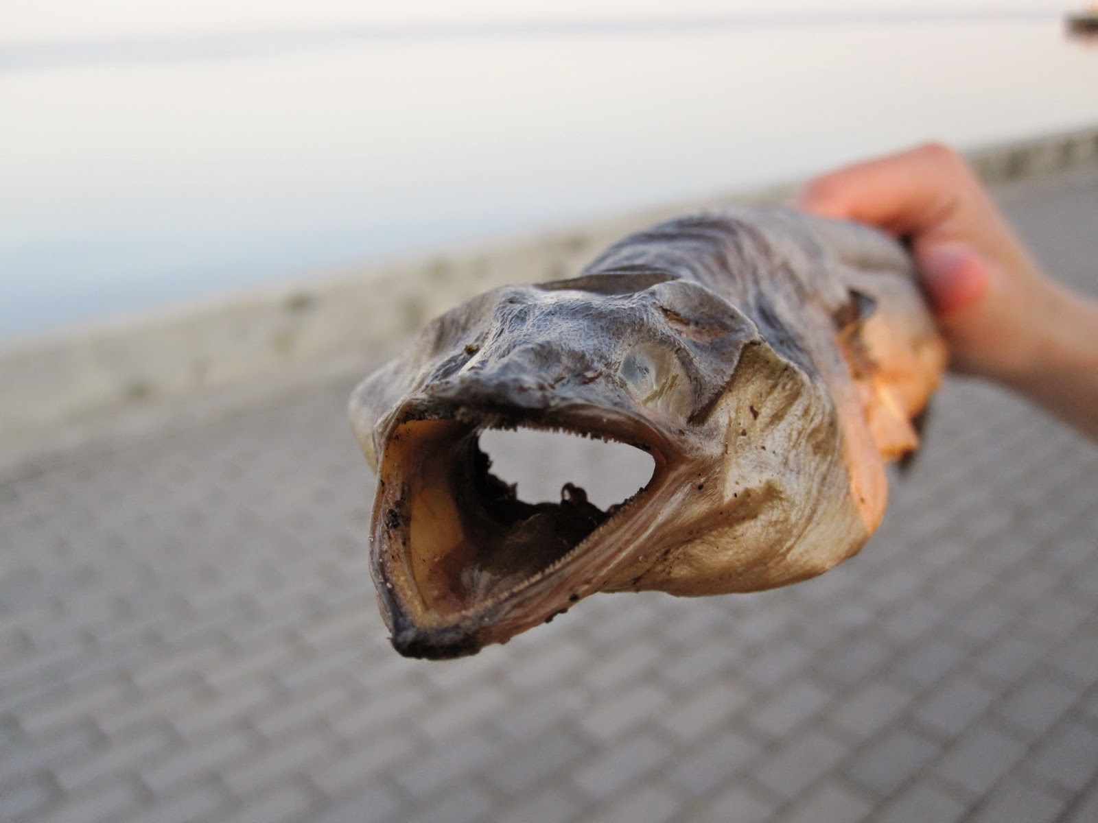 Destination Lithuania: Fishing in Lithuania