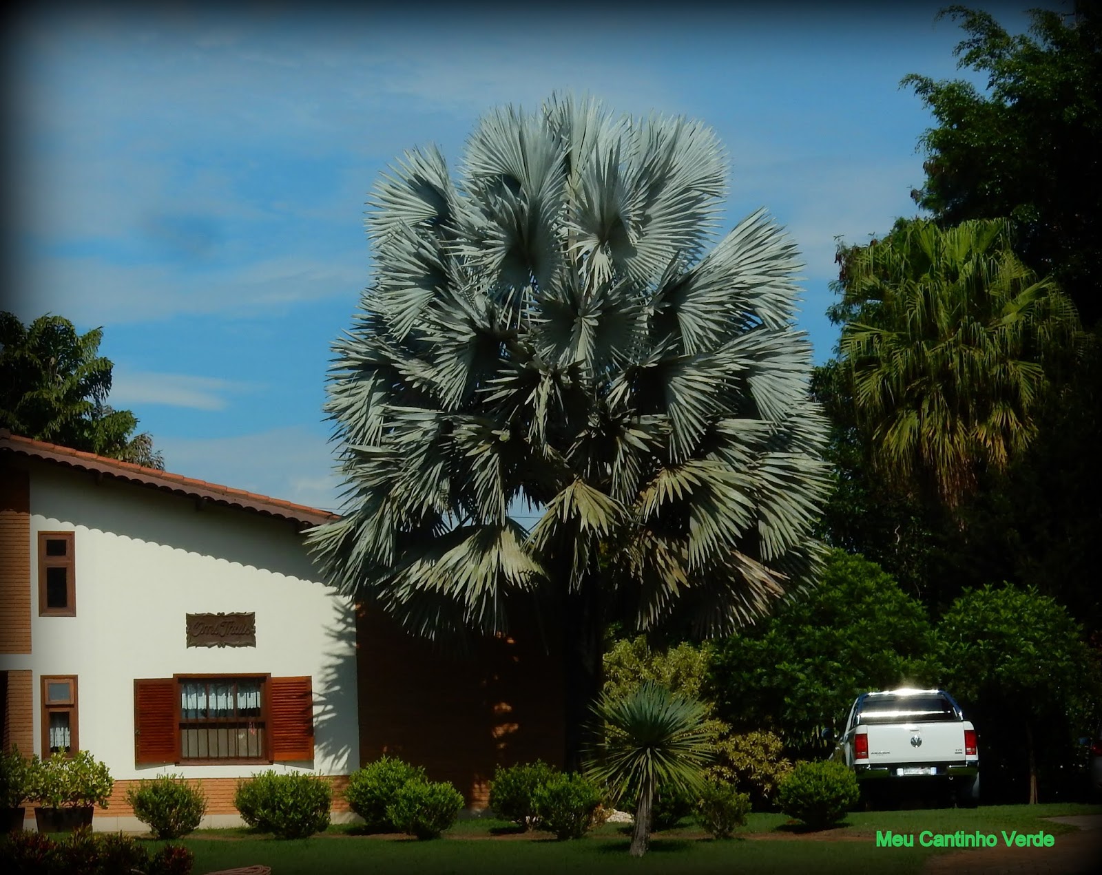 Meu Cantinho Verde: PALMEIRA-AZUL - ( Bismarckia nobilis )