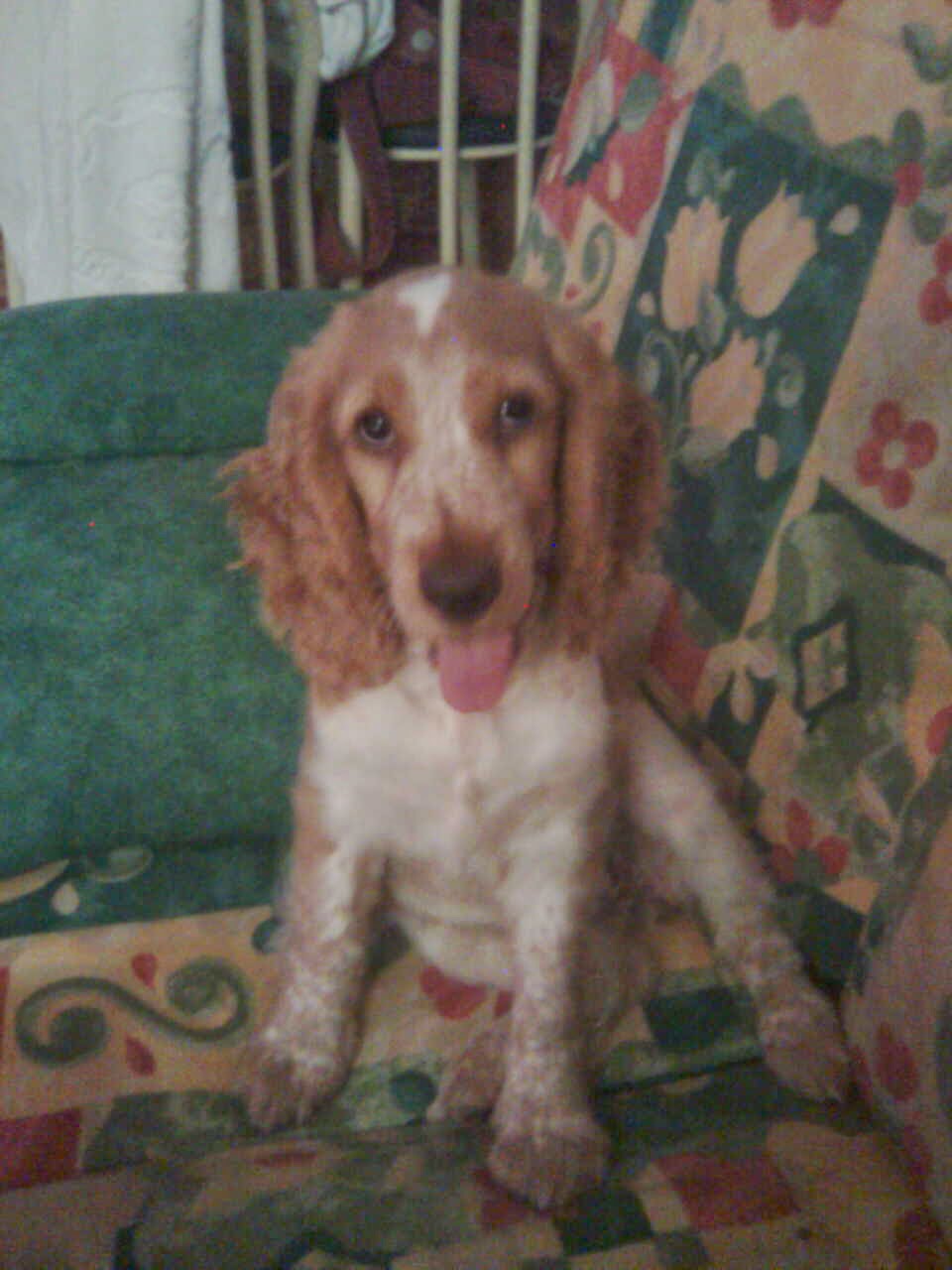 Cuida A Tu Cocker Spaniel Inglés: Primera peluquería del Cocker Spaniel ...