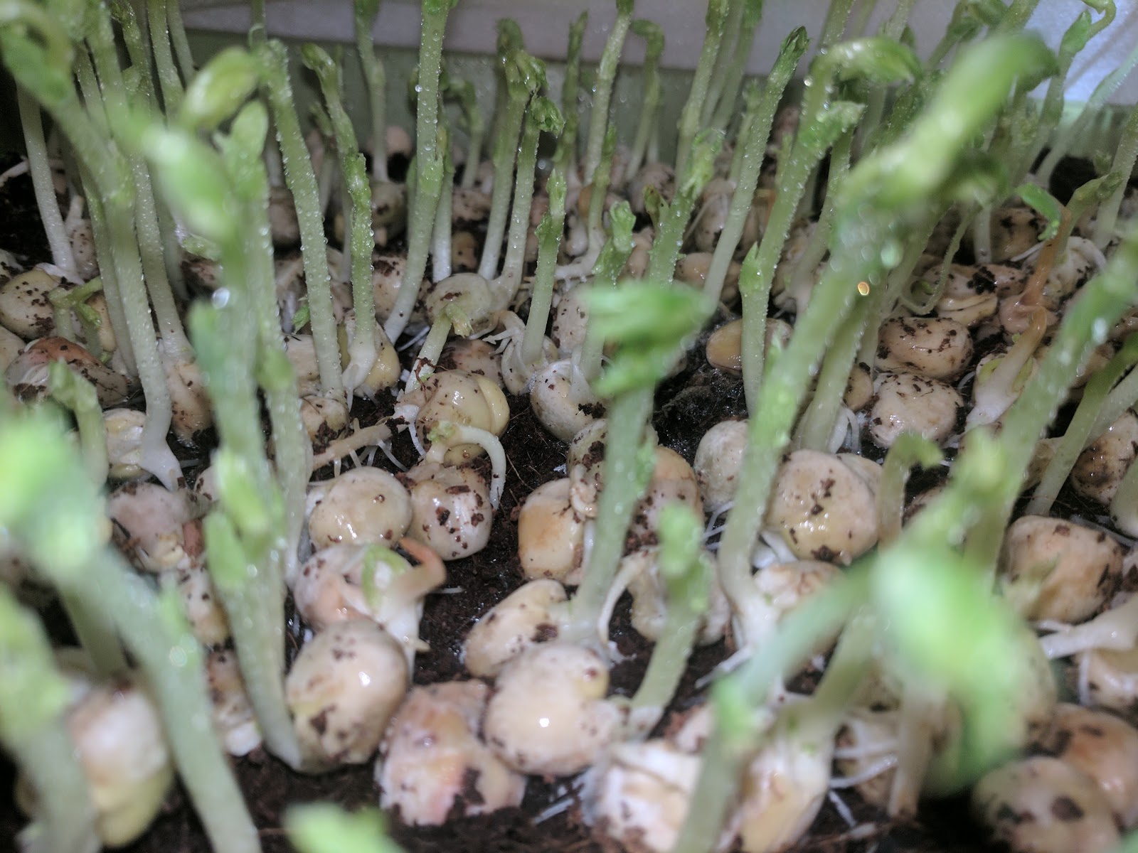 A Possible World: Microgreens Week Five: Mung Beans for Breakfast