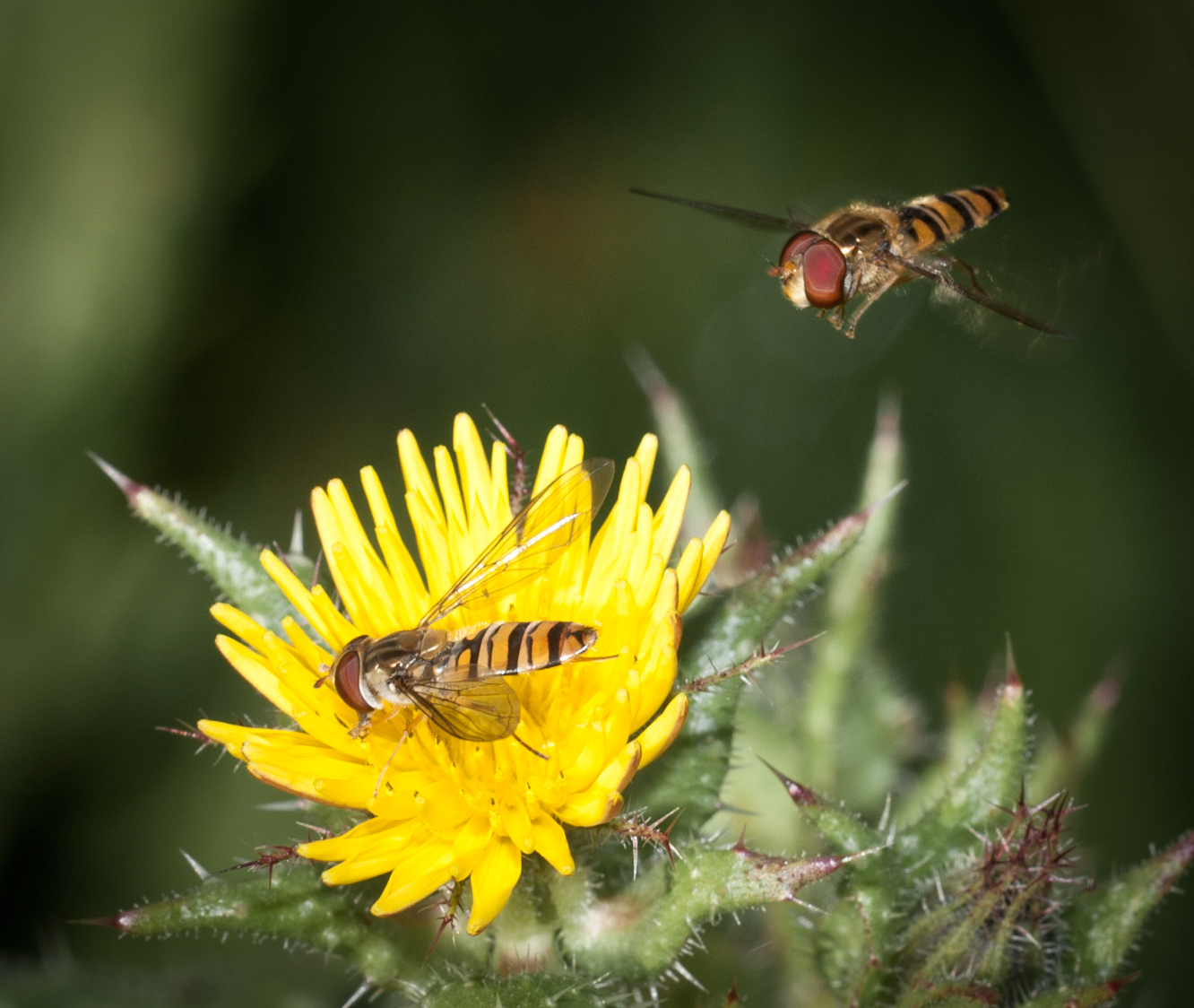 Sue B-H Images: Insects at Worts Meadow