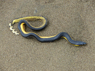 Ular Asli Indonesia: Hydrophiidae
