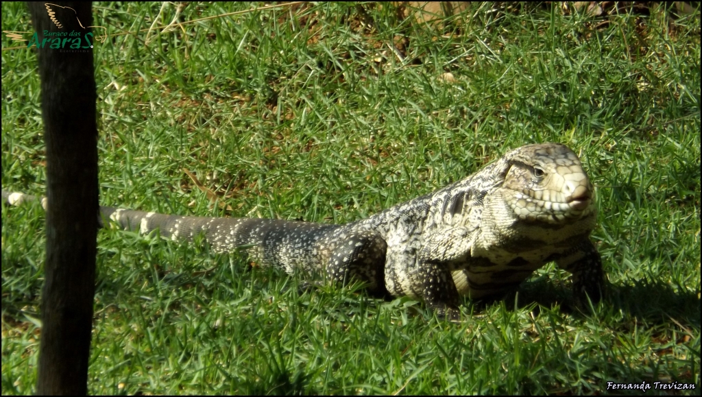Curiosidades da RPPN: Lagarto teiú | BLOG - Buraco das Araras Ecoturismo