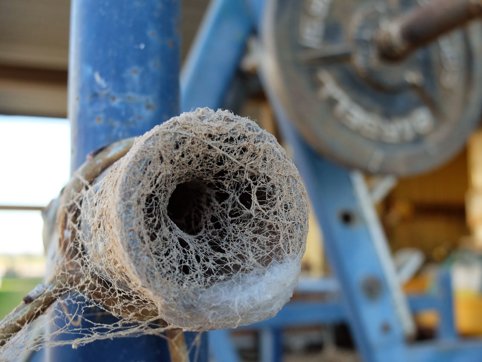 TravelMarx: Kukulcania arizonica – Arizona Black Hole Spider (Would the ...