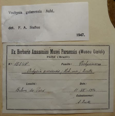 Jacques Huber and the Amazonian Botany: Plant collections