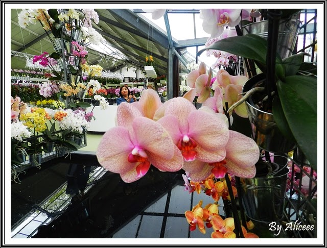 O vizita la Pavilionul cu Orhidee din Keukenhof Garden in 20 de imagini ...