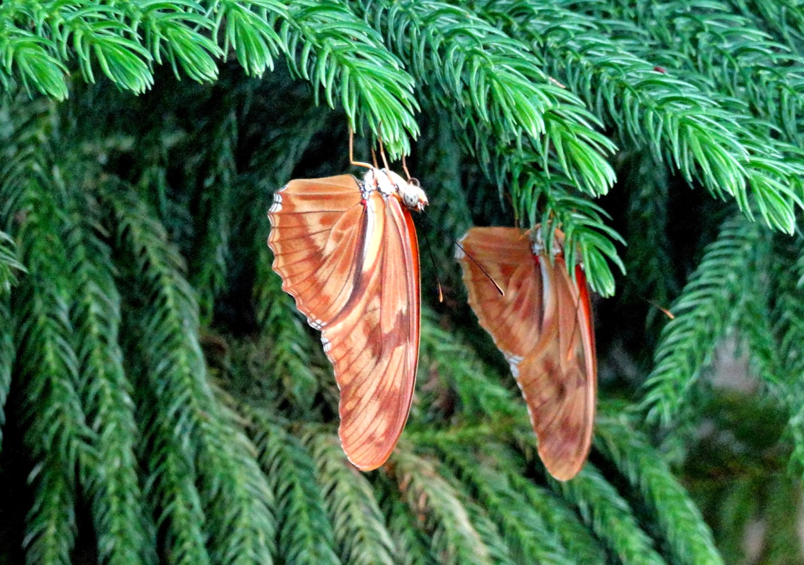 danger garden: Our evening at the San Francisco Conservatory of Flowers...