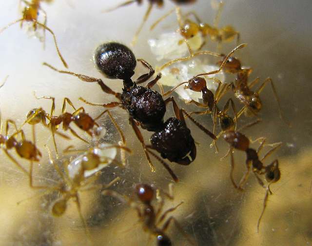 Photos and Info on Ants and Termites of Malaysia: Pheidole Sp.