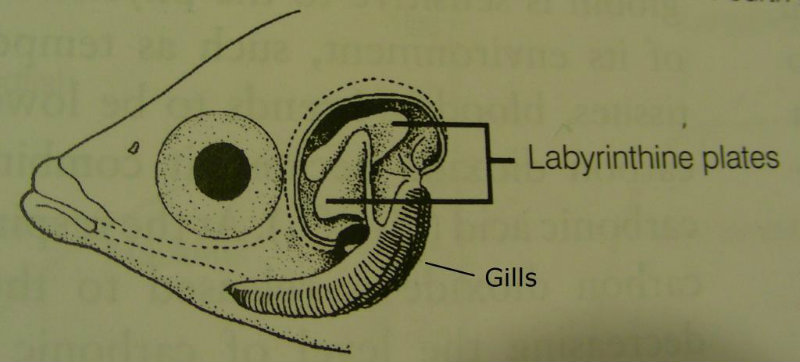 \ Mengenal alat bantu pernafasan ikan, Labirin