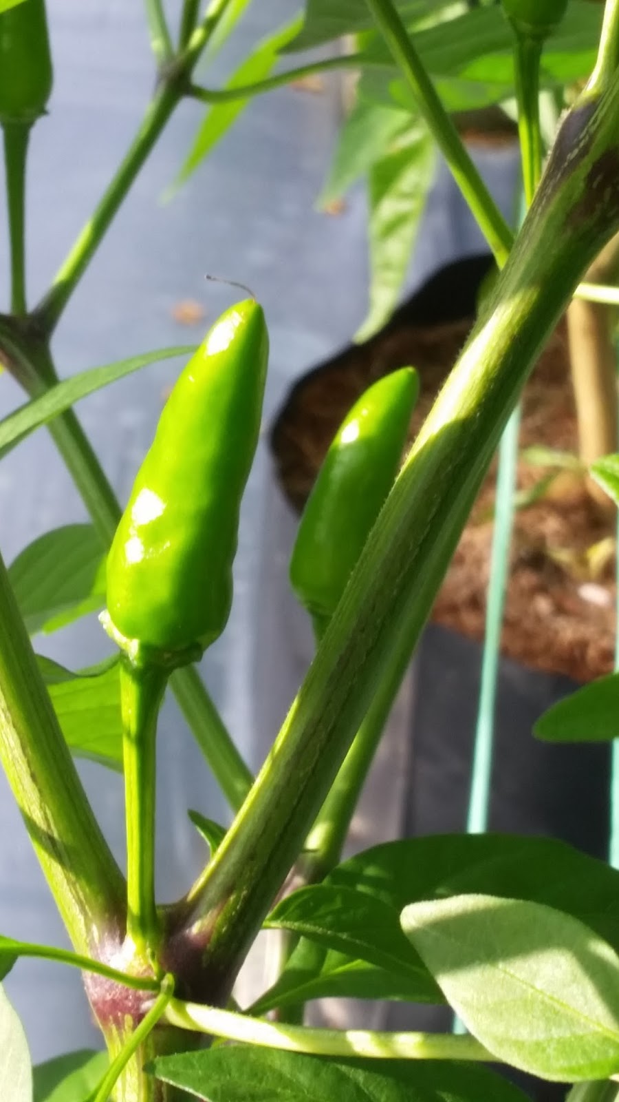 Warisan Petani: Tanaman Cili Fertigasi.