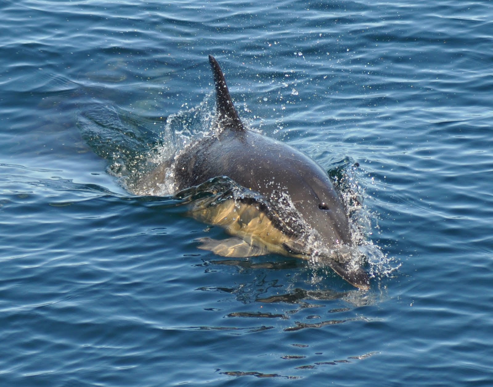 Captain's Log: The Best of British Marine Wildlife...........