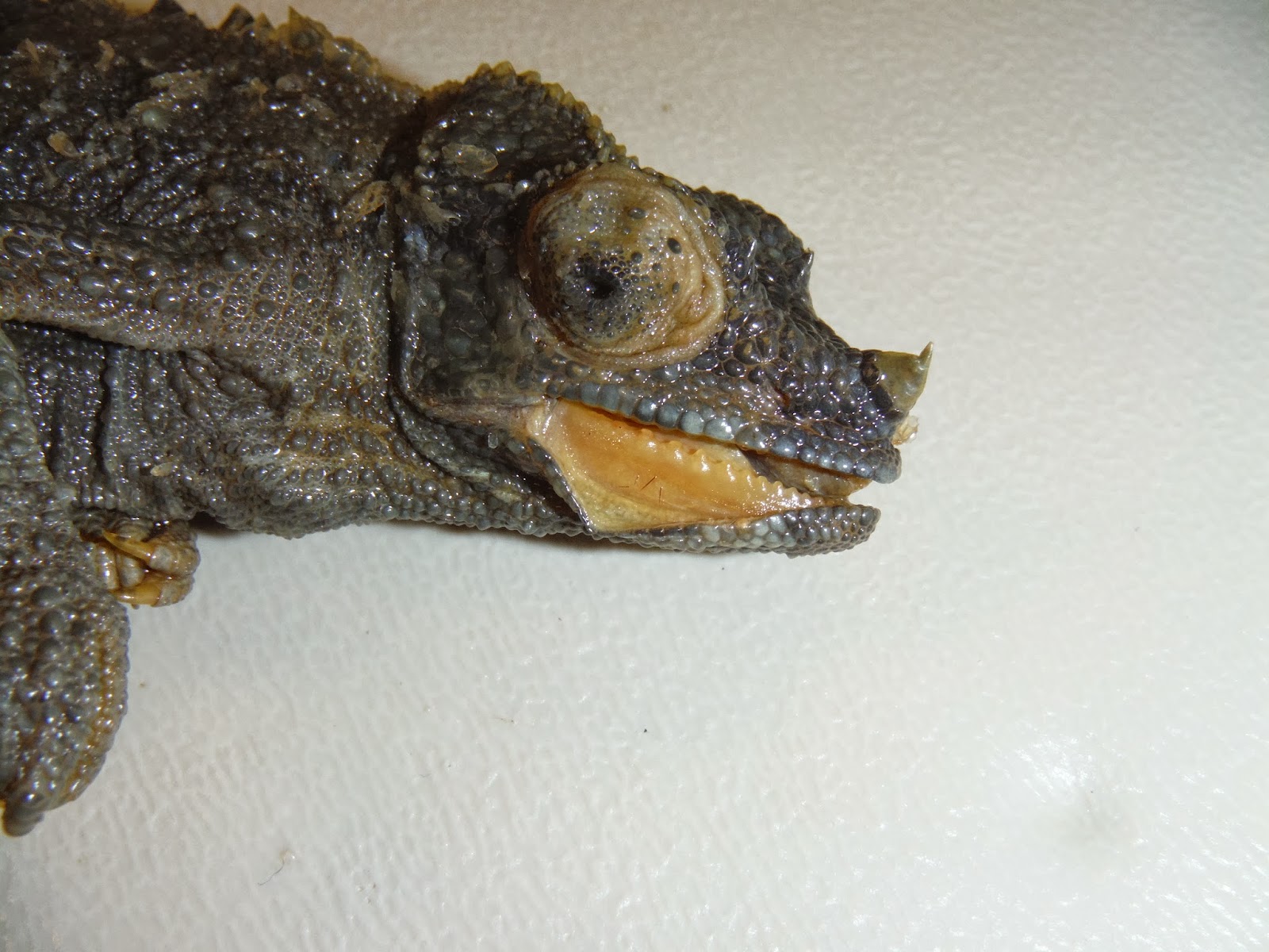 Biology of the Reptilia: Laboratory 6: Lepidosauria (Sphenodontida and ...