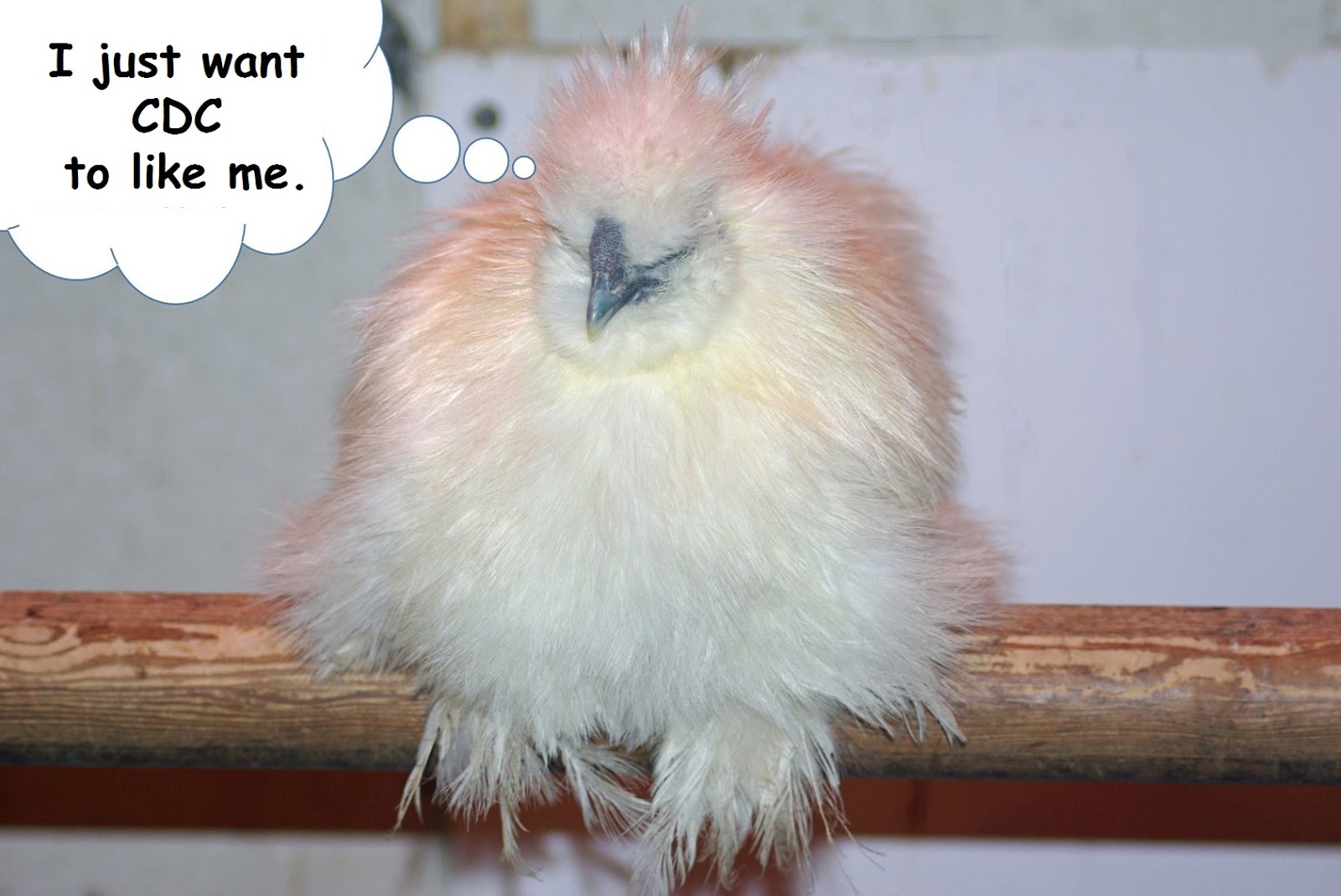 Randy's Chicken Blog: CHICKEN KISSING MENTIONED HERE!!!