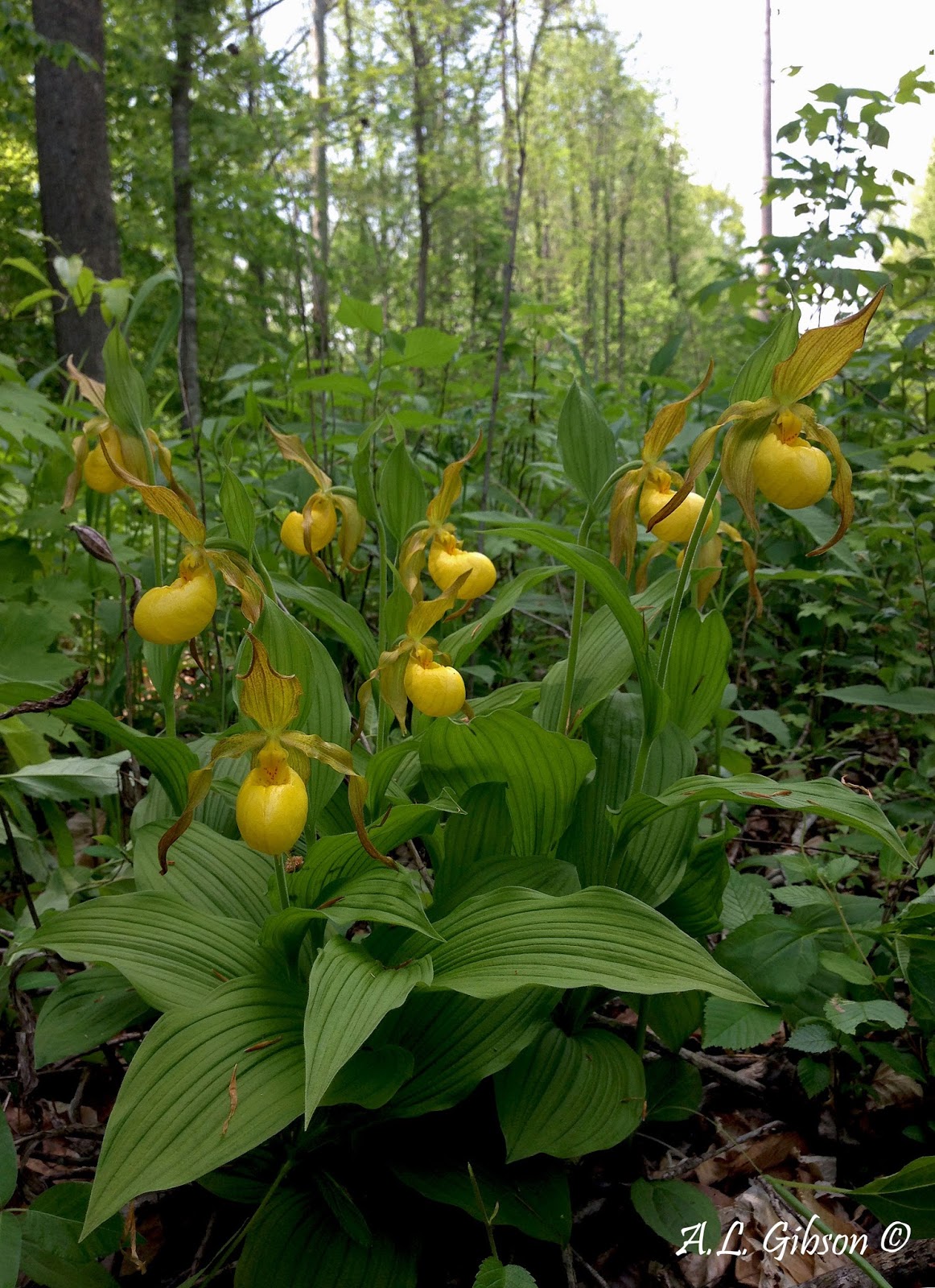 The Buckeye Botanist: Orchid Hike for the Cincinnati Wildflower ...