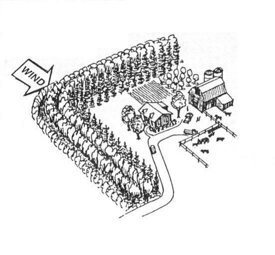 Temperate Climate Permaculture: Windbreak Plants for a Temperate Climate