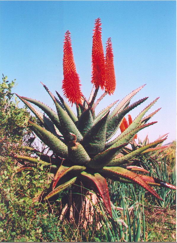 Aloe Ferox Wellness: Your Body and how to take care of it. Diabetes ...