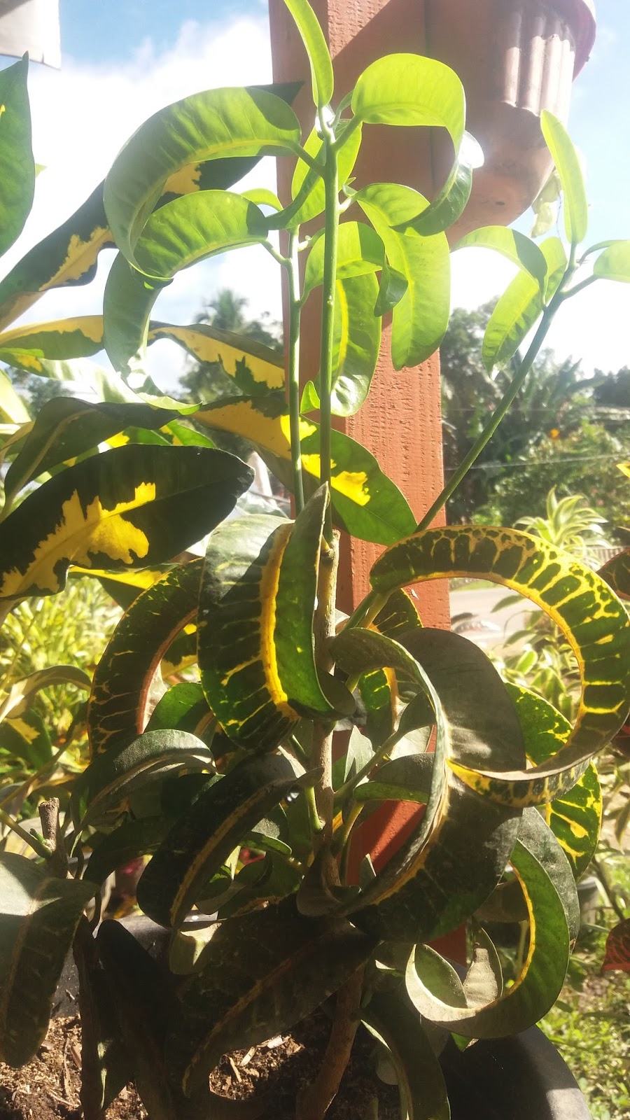 Mengenal Bunga Puring