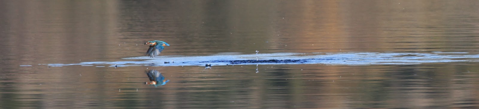The RSPB Liverpool Local Group: NOT A MURMUR WAS SEEN AT LEIGHTON MOSS!!